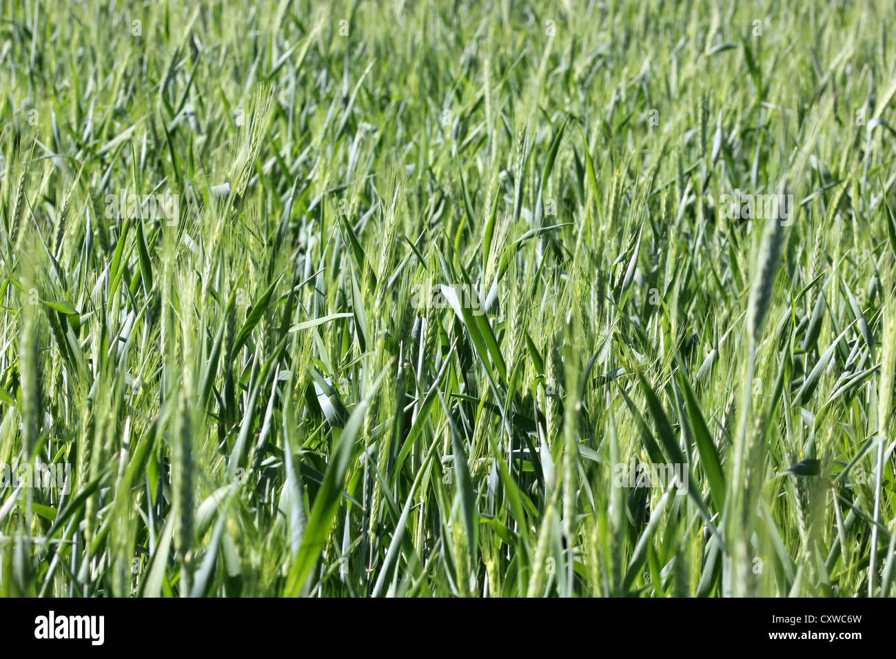 Fields of green grass hi-res stock photography and images - Alamy