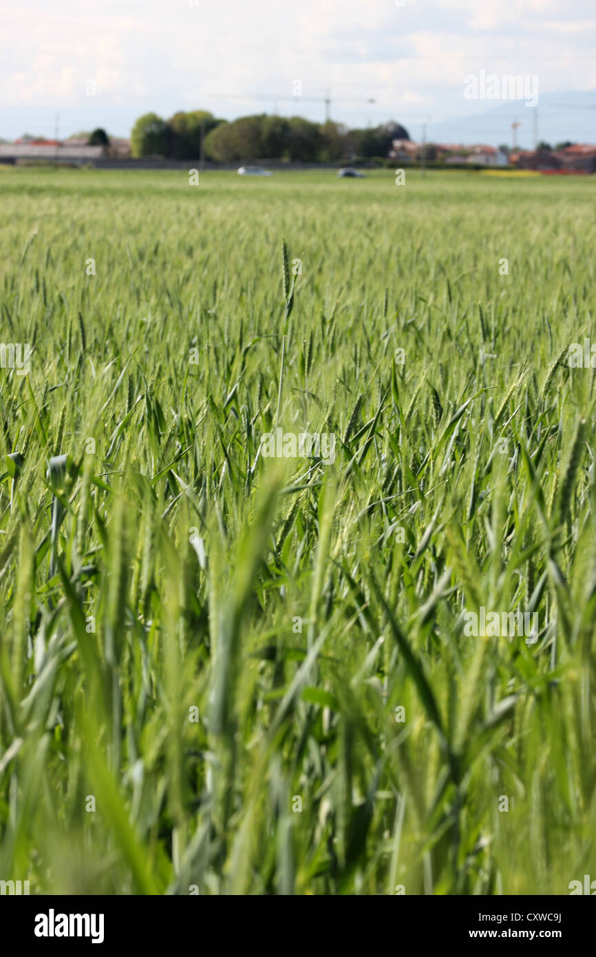 wheat fields, grass, nature, green, grass fields, photoarkive Stock ...
