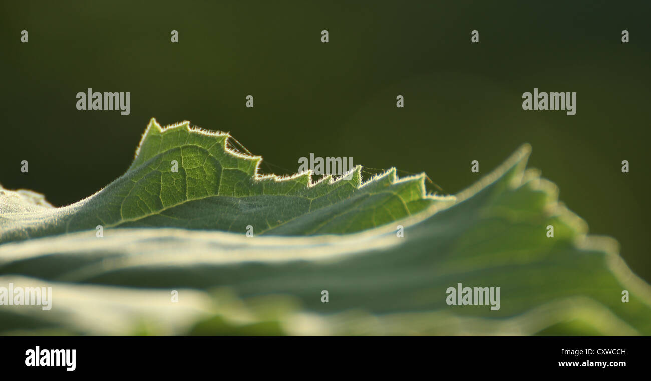 Light and flowing lines of leaves Stock Photo - Alamy