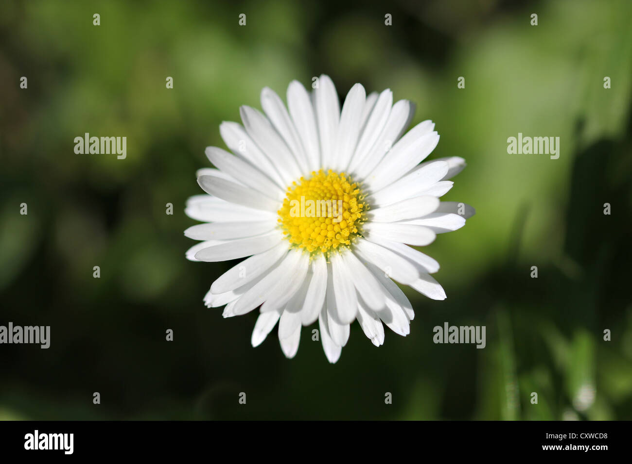 daisy, green, flower, macro, macro photography, detail, photoarkive ...