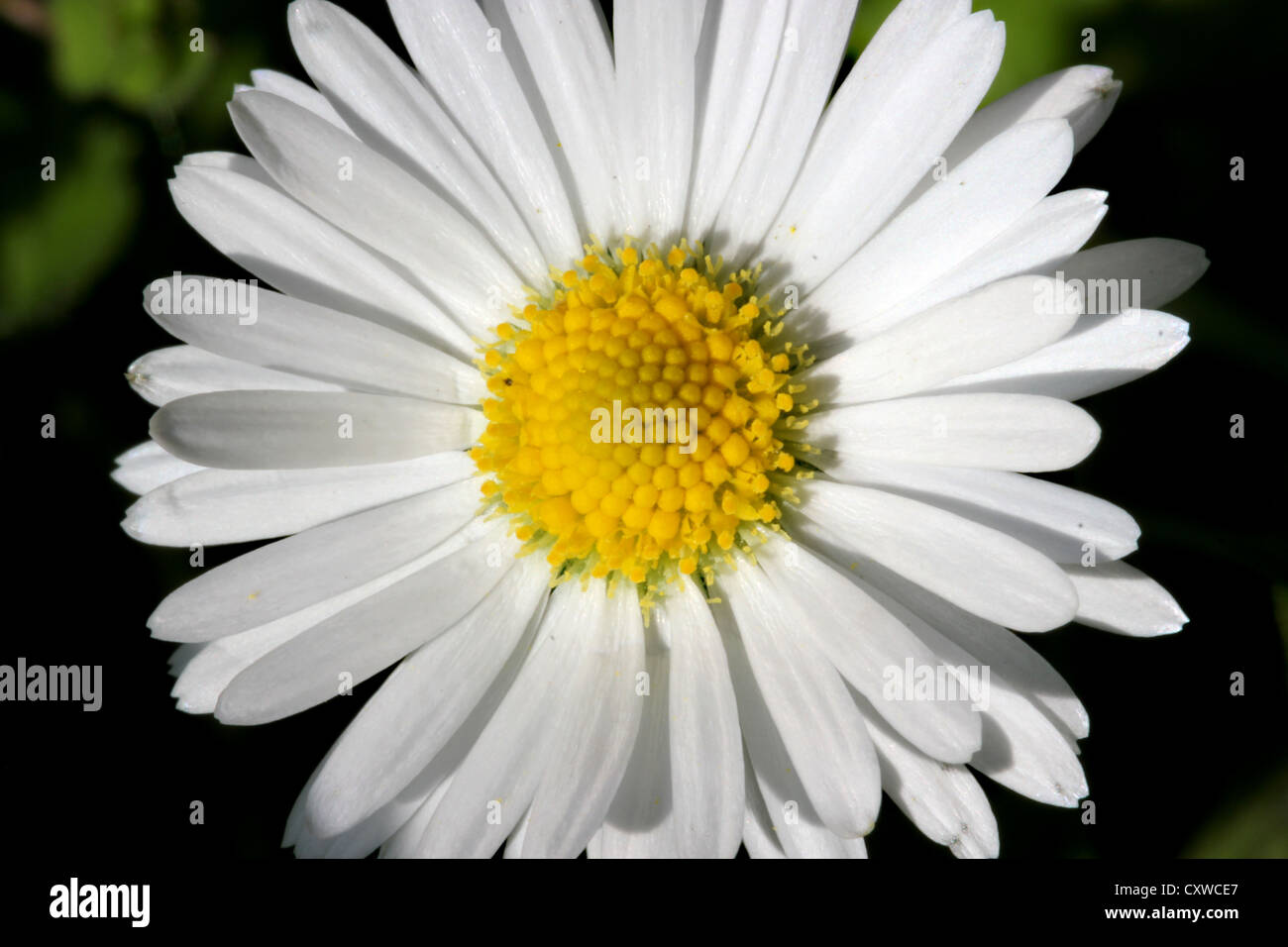 daisy, green, flower, macro, macro photography, detail, photoarkive ...