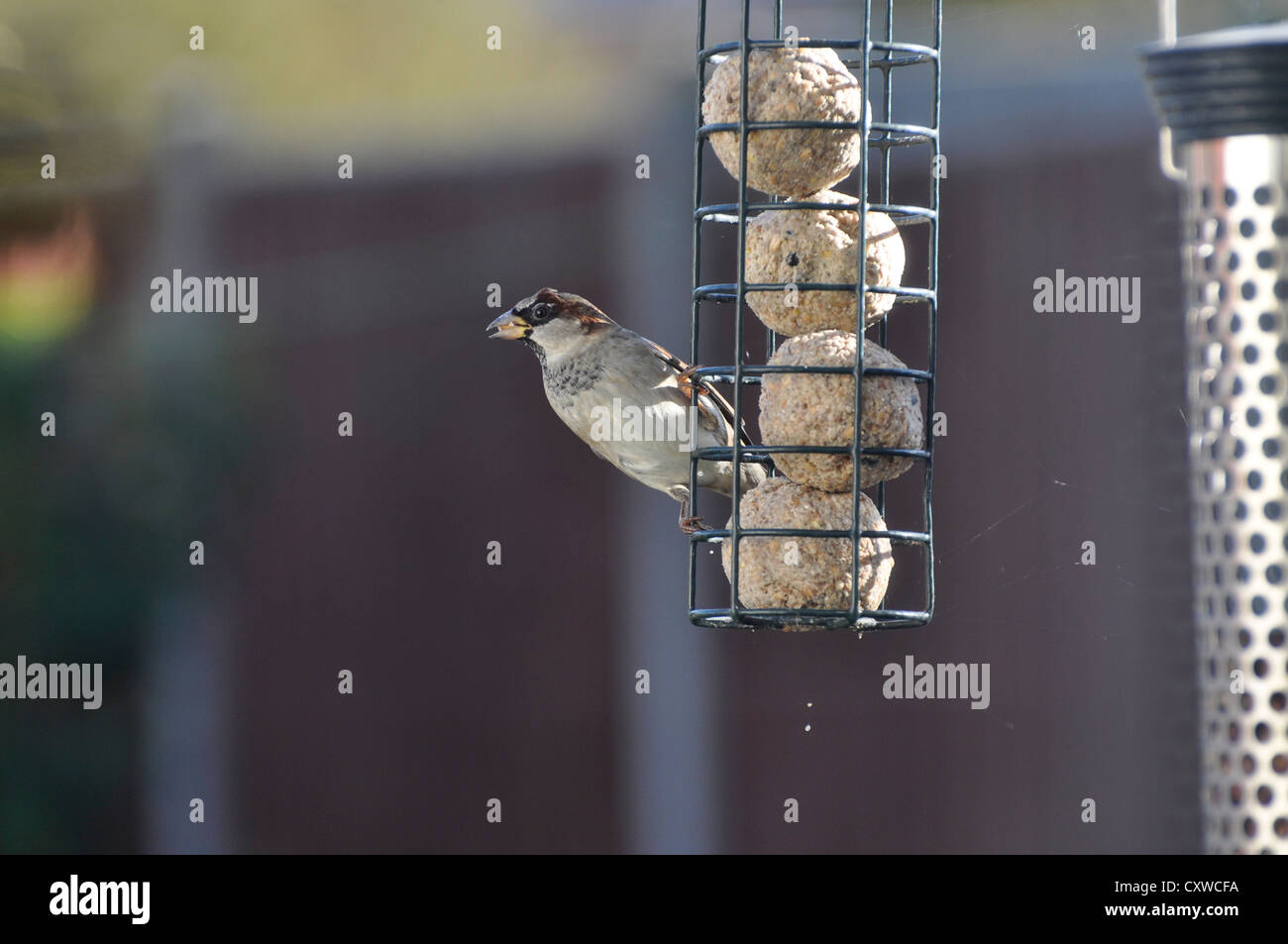 On lookout for food hi-res stock photography and images - Alamy