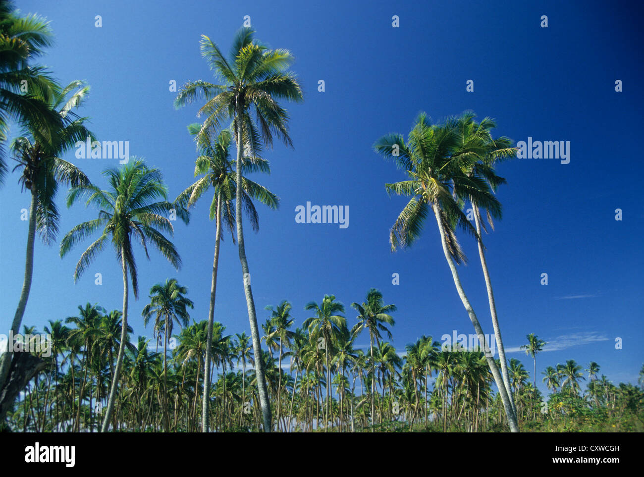 Fiji, palm trees Stock Photo - Alamy