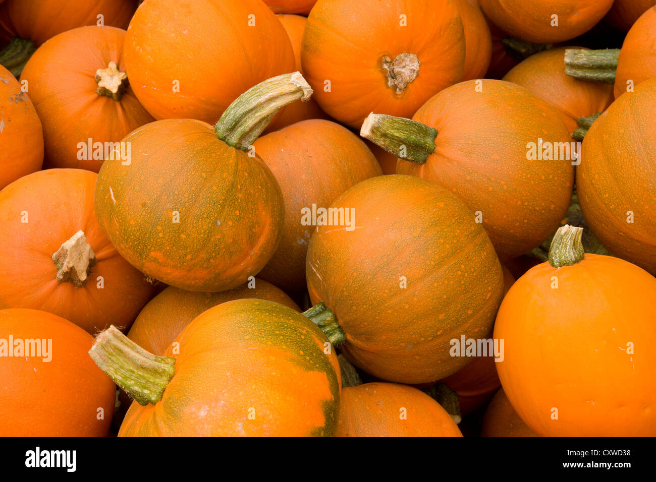 Pumpkins in a box at the farm Stock Photo - Alamy