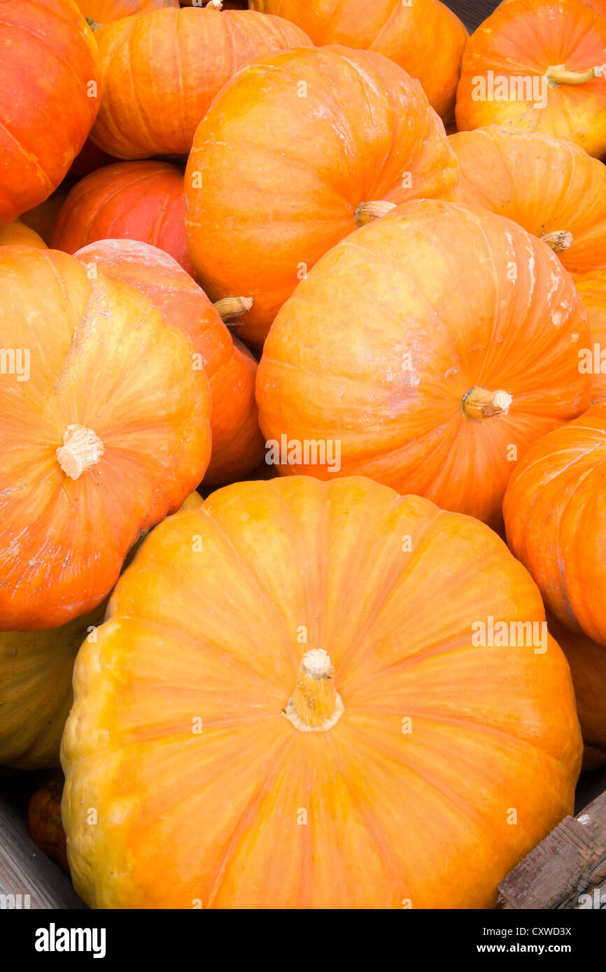 Cinderella pumpkins hi-res stock photography and images - Alamy