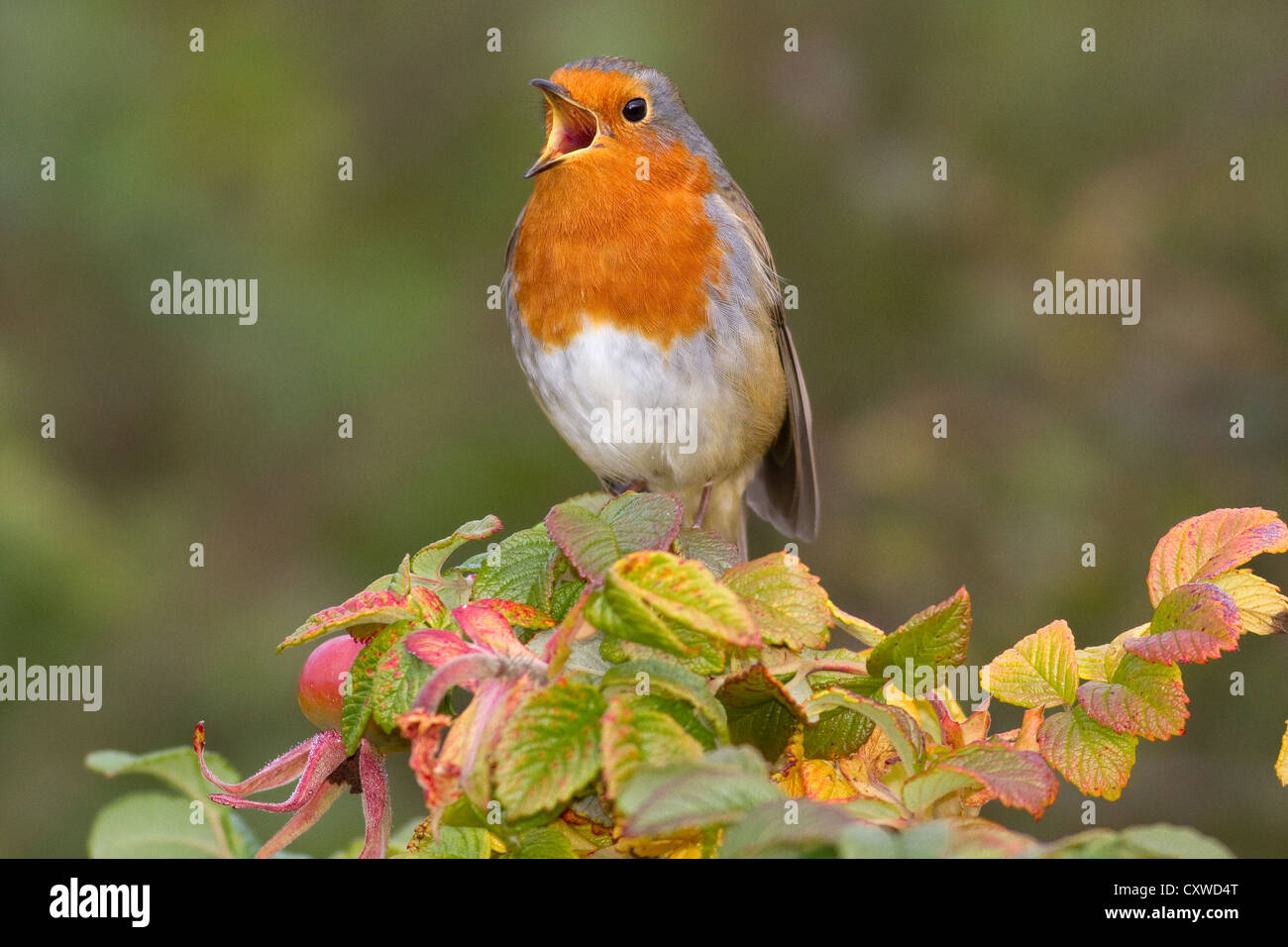 Robin song hi-res stock photography and images - Alamy