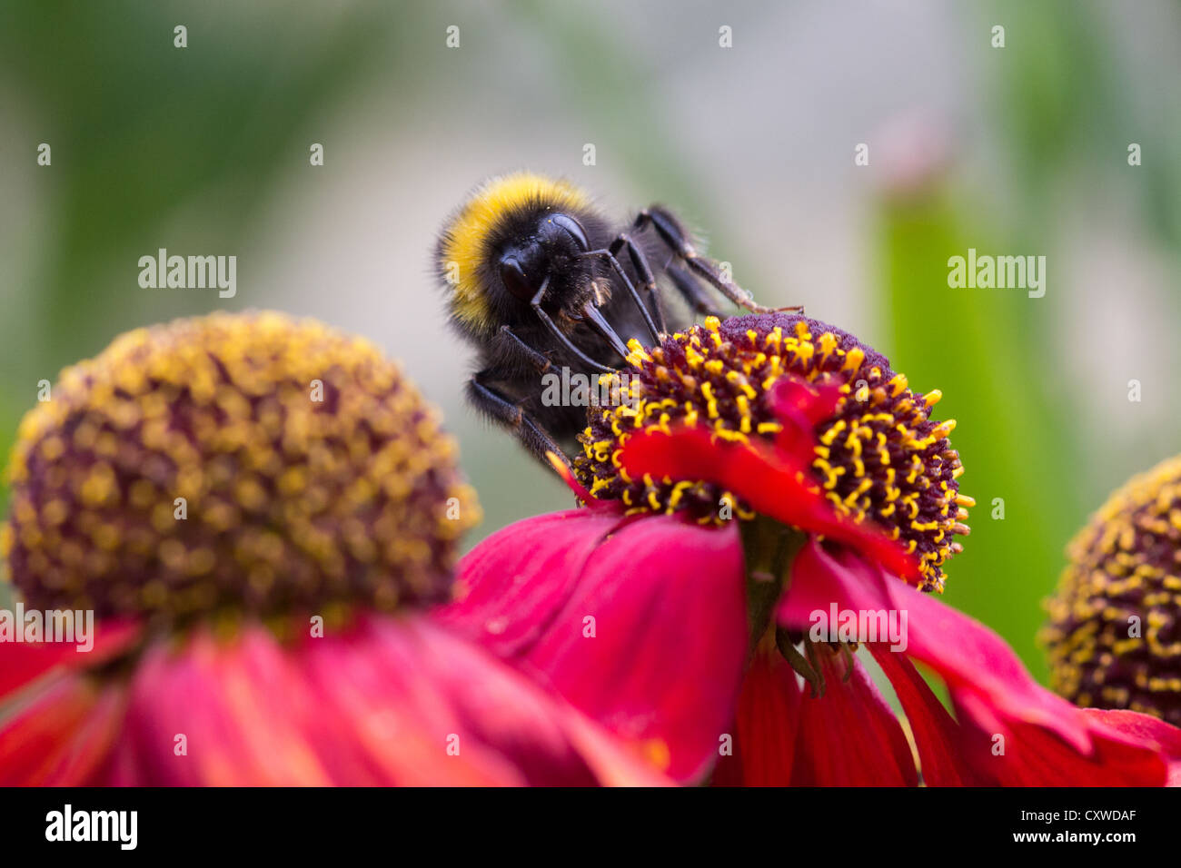 bees gathering nectar from flowers. live bee closeup Stock Photo - Alamy