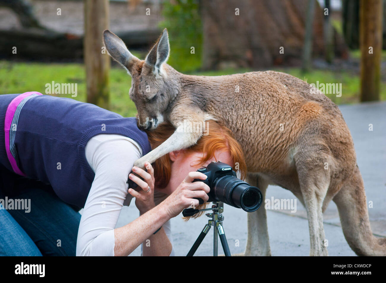 Kangaroo hugs woman while taking photographs Stock Photo - Alamy