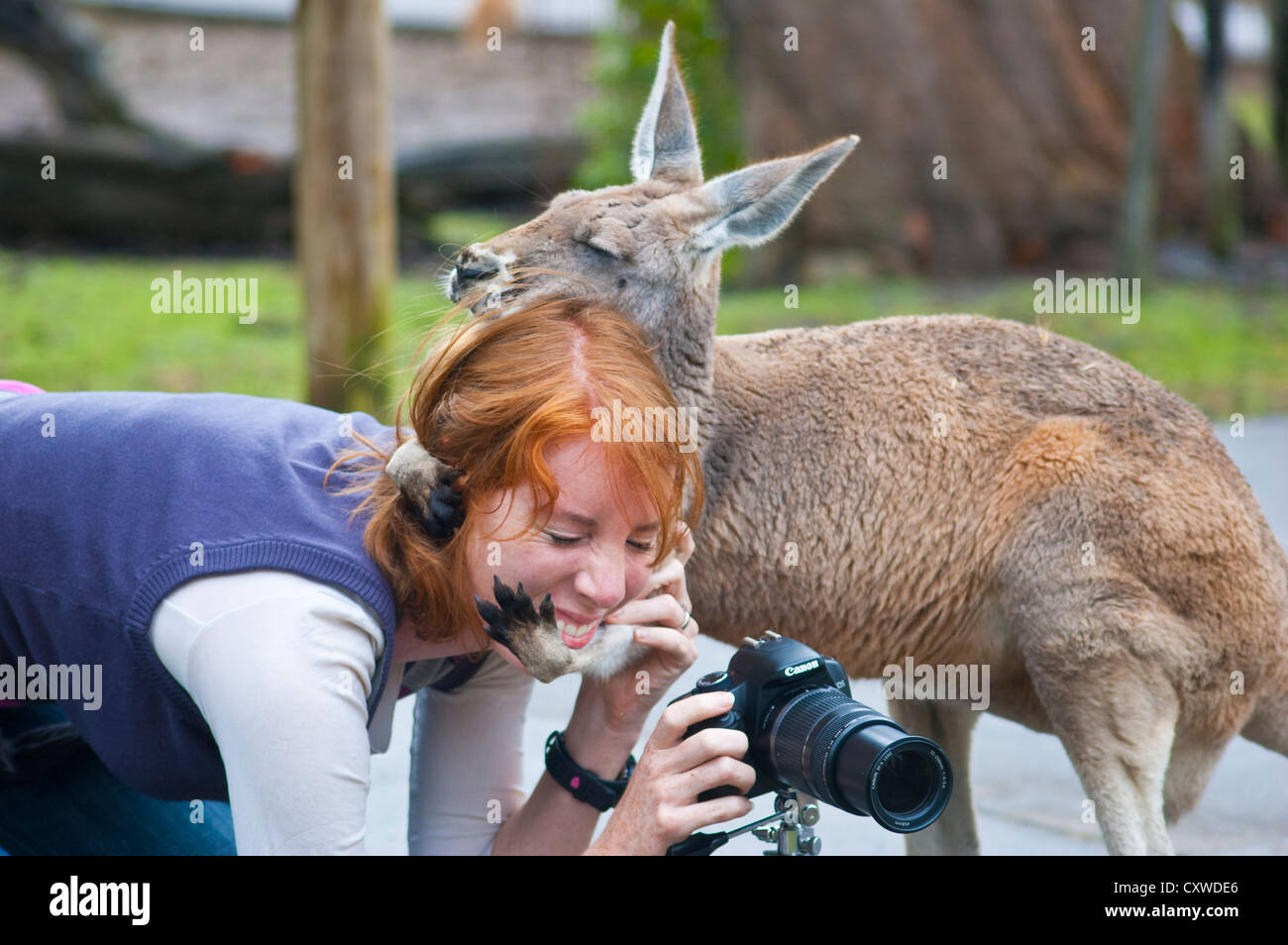 Kangaroo hugs hi-res stock photography and images - Alamy