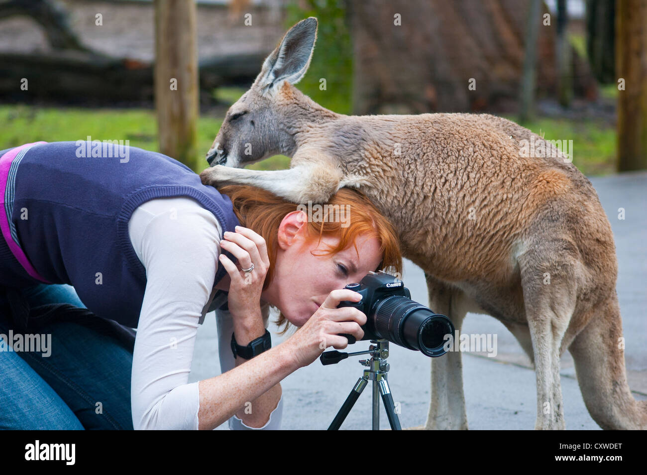 Kangaroo hugs woman while taking photographs Stock Photo - Alamy