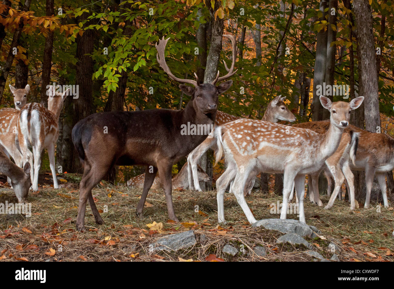 A Fallow Deer Buck surrounded by Does, Omega Park, Quebec Stock Photo ...