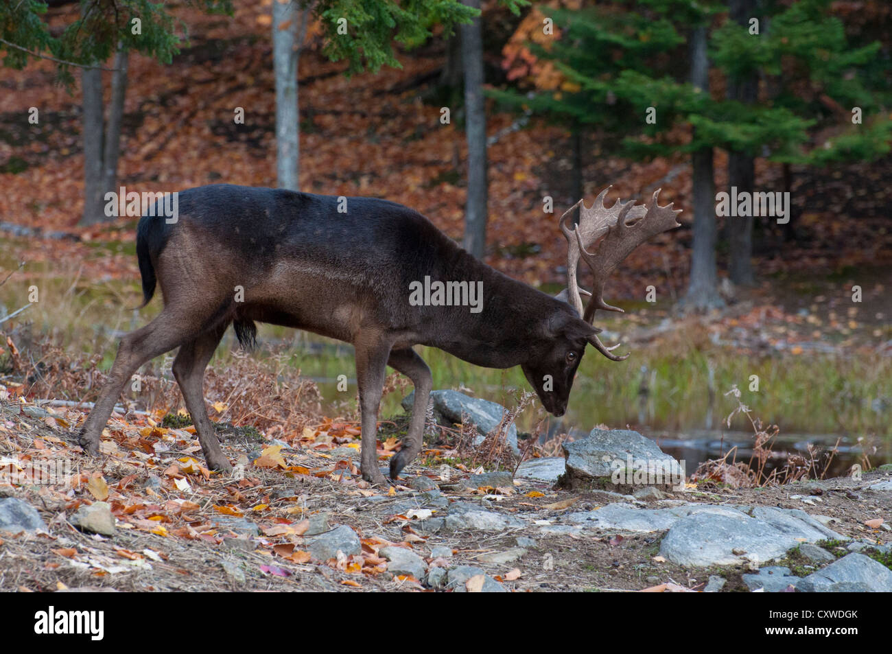 A Fallow Deer Buck, Omegea Park, Quebec Stock Photo - Alamy