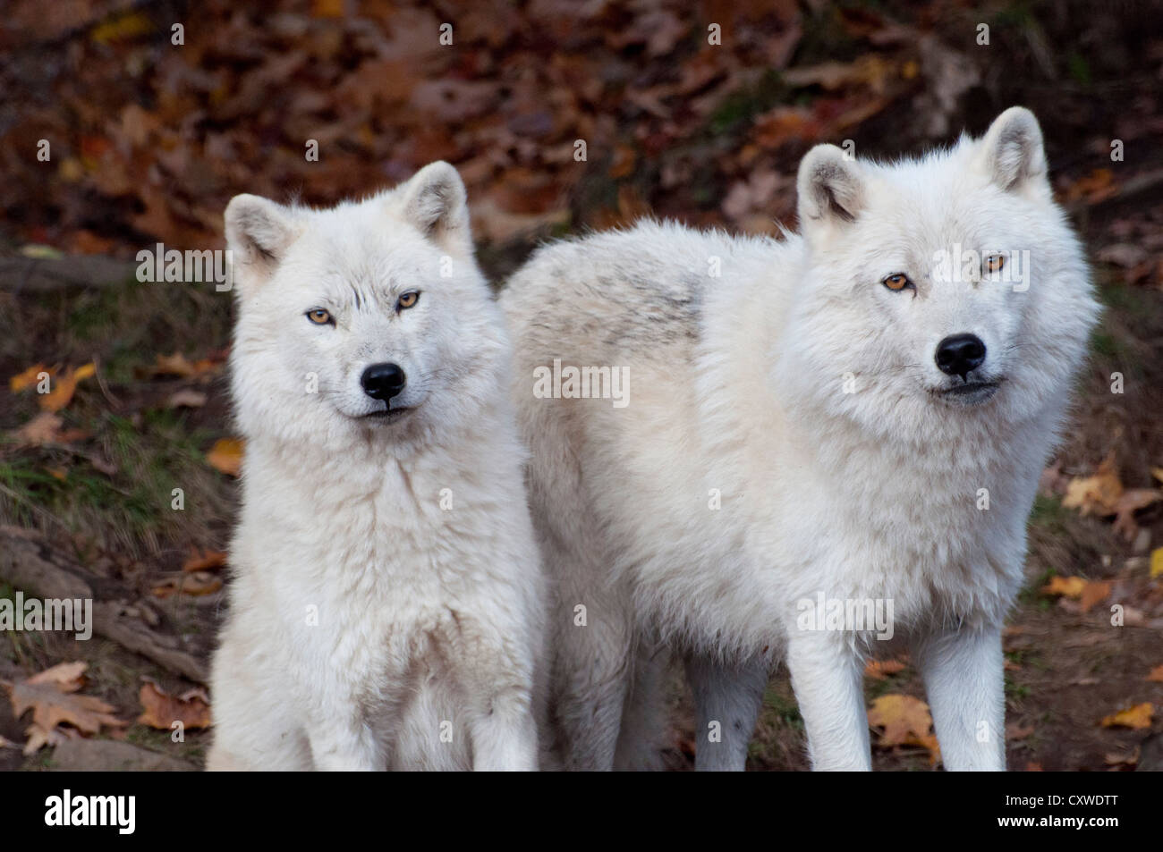 Arctic wolf cub hi-res stock photography and images - Alamy