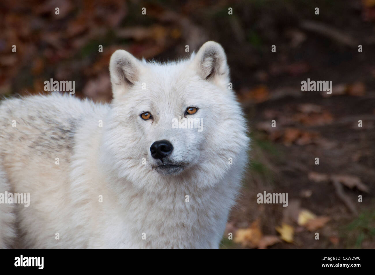 Arctic wolf cub hi-res stock photography and images - Alamy