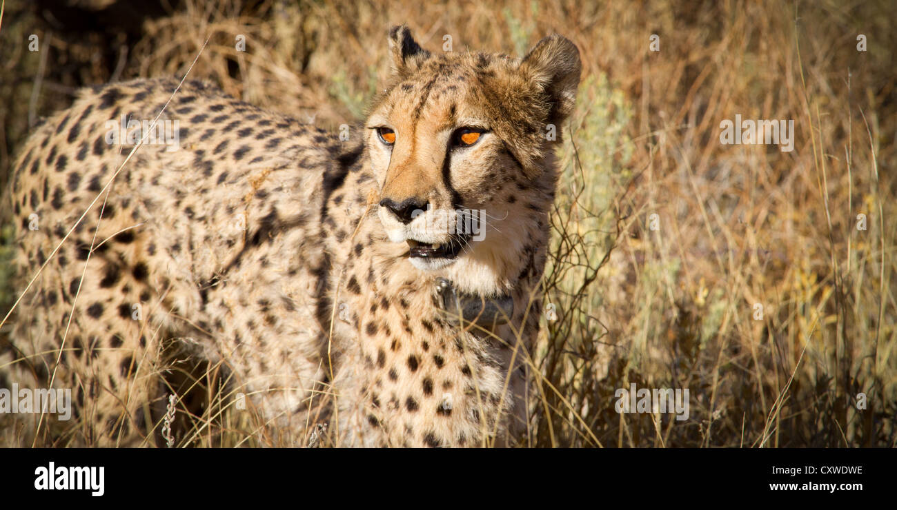 cheetah hunting walking towards he camera with bright orange eyes Stock ...