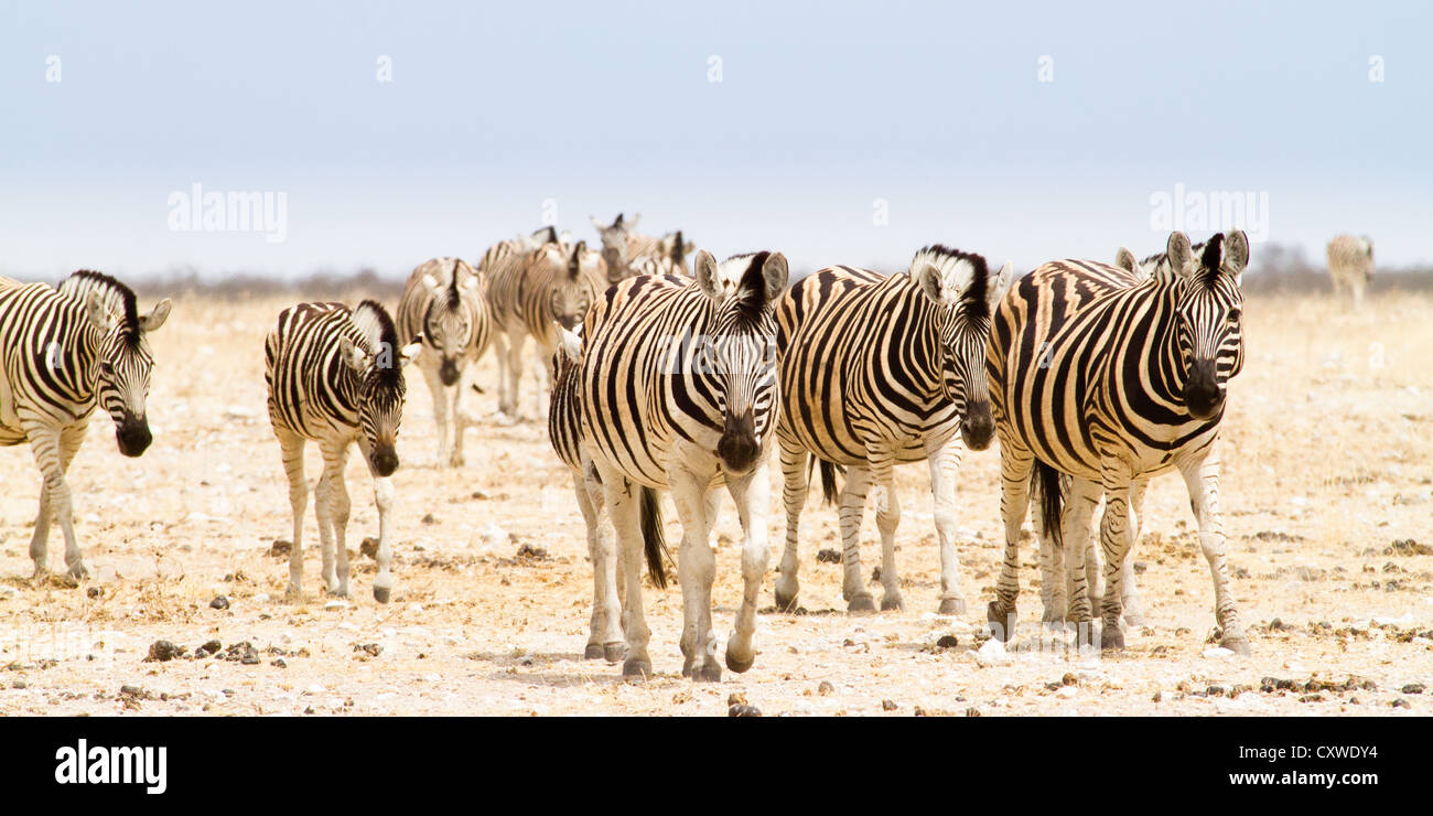 Zebra walking hi-res stock photography and images - Alamy