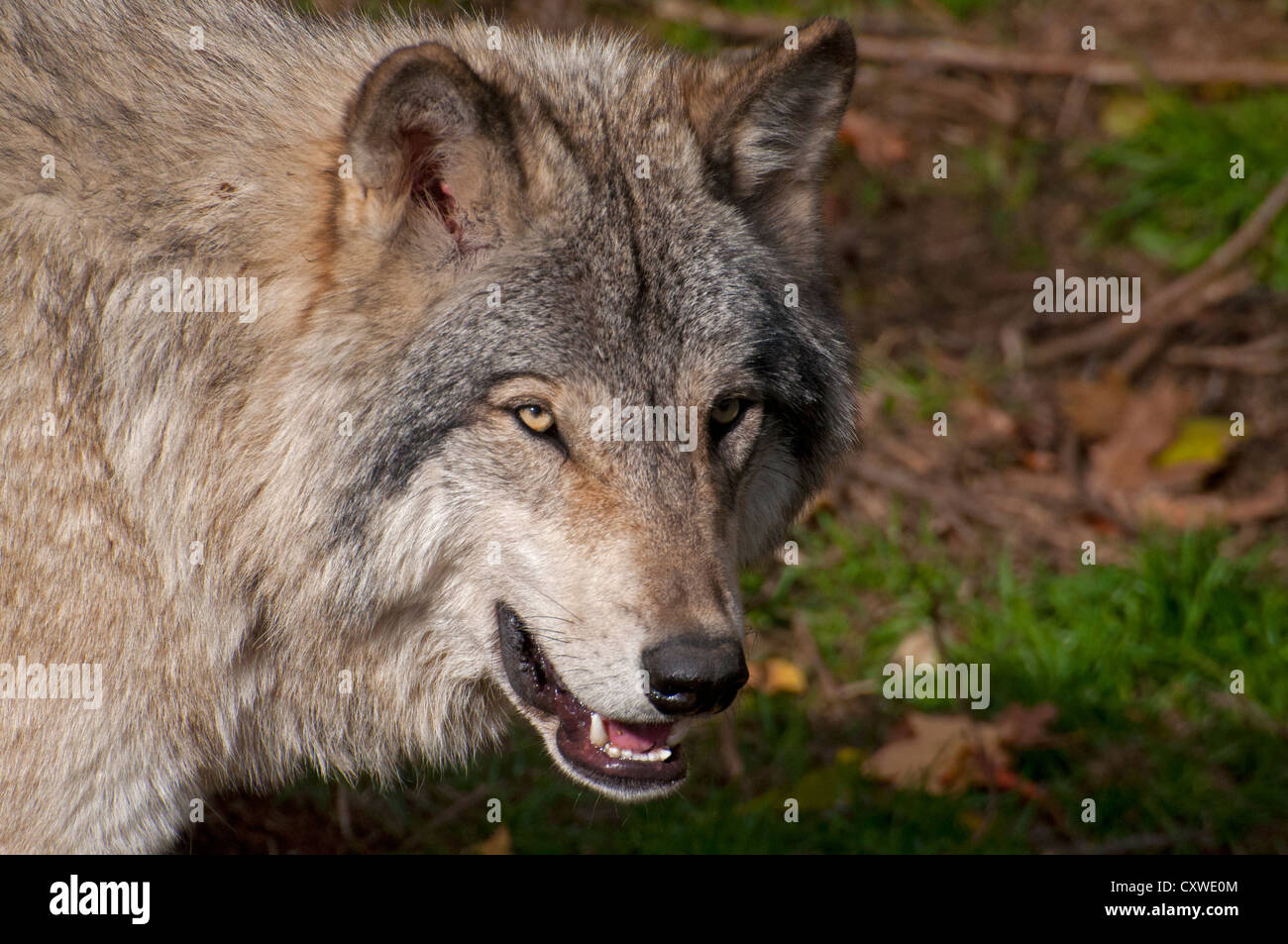 Close-up of a Timber Wolf Stock Photo - Alamy