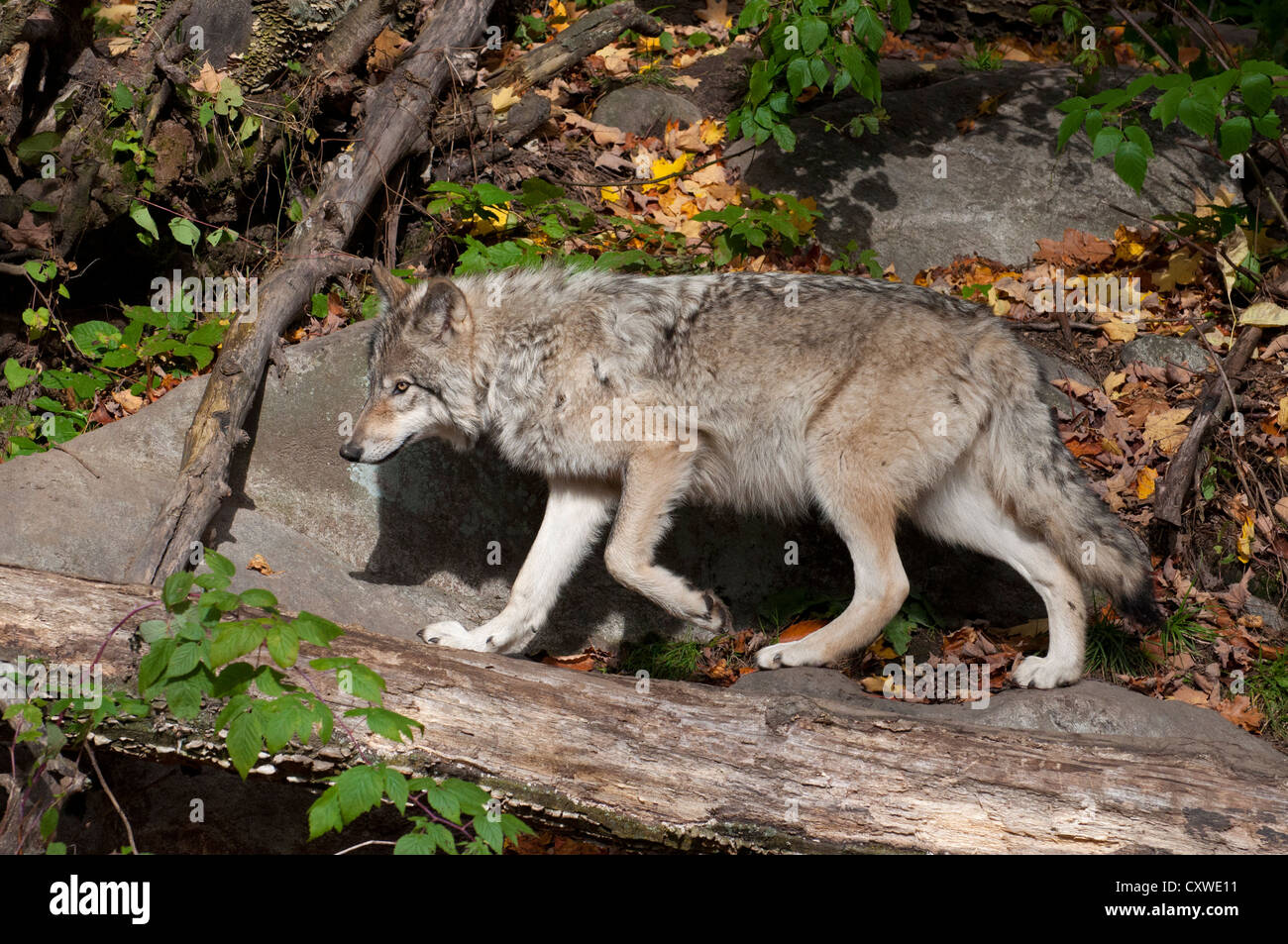 A young Timber Wolf Stock Photo - Alamy