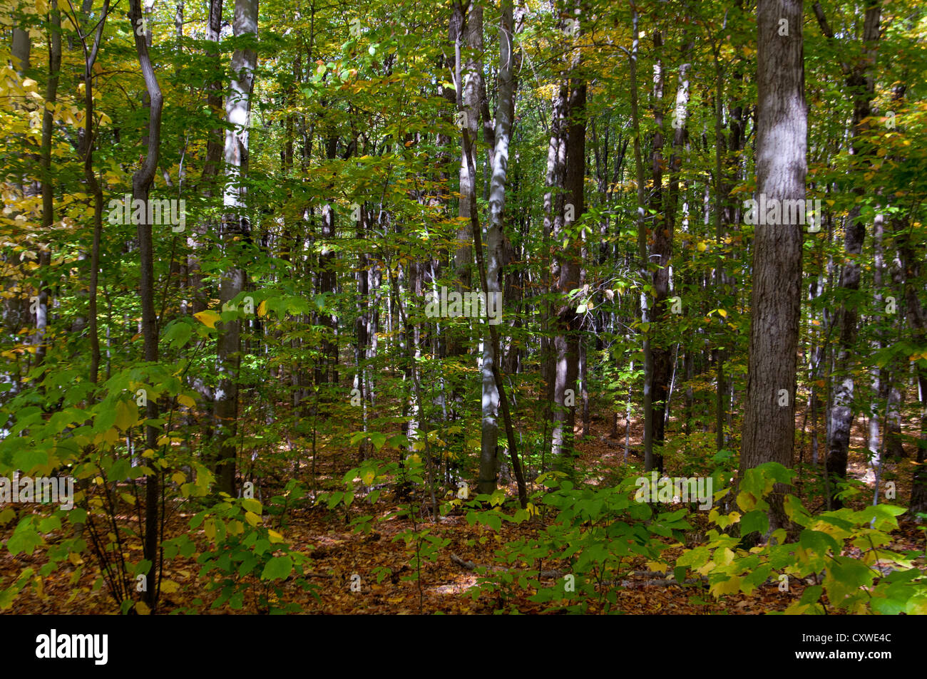 Dappled light through the forest canopy Stock Photo - Alamy