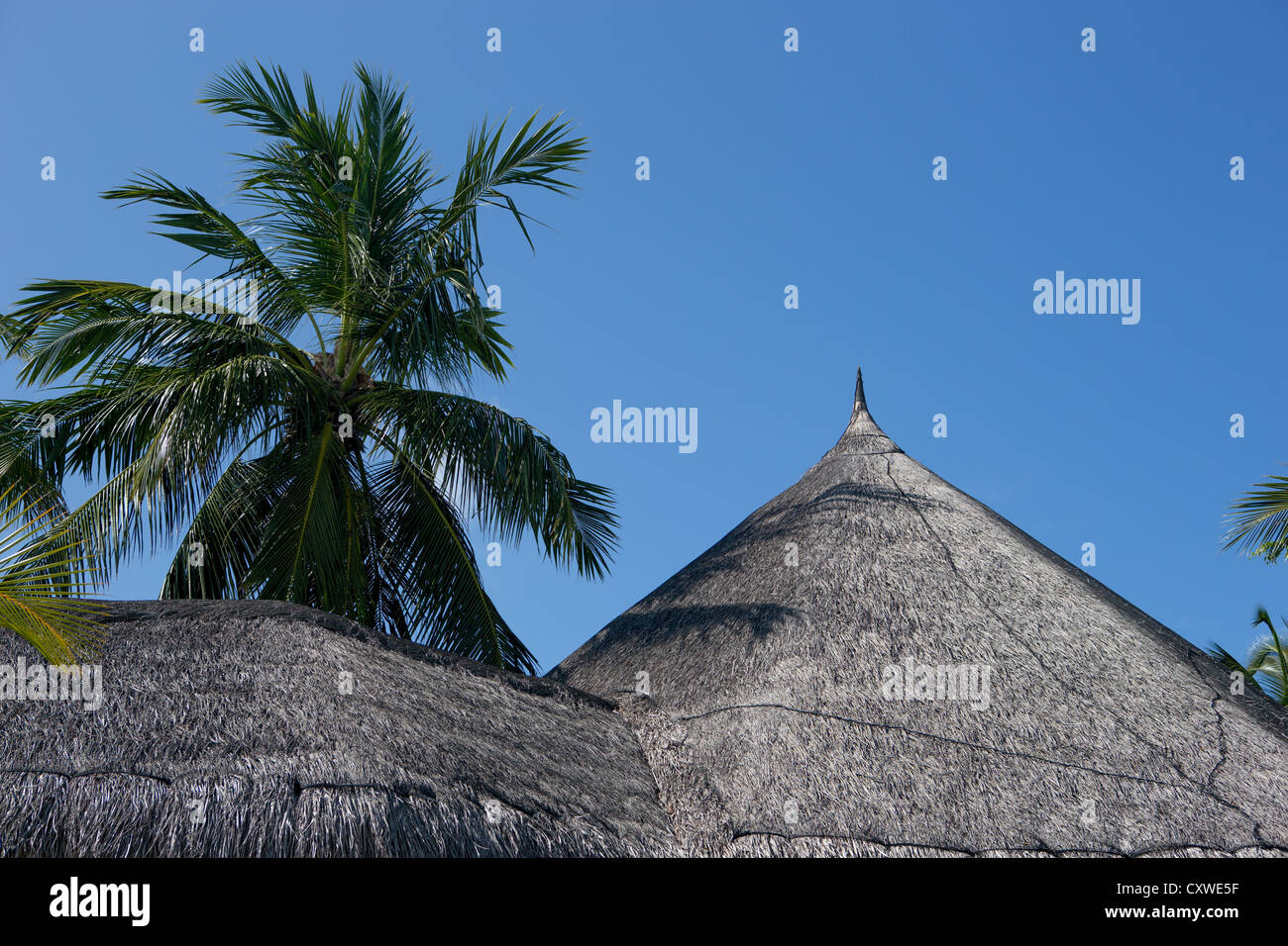 A Thatch roof in a tropical location surrounded by palm trees Stock ...