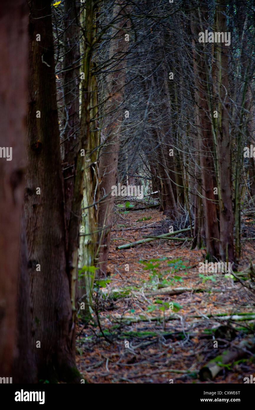 Morgan arboretum hi-res stock photography and images - Alamy