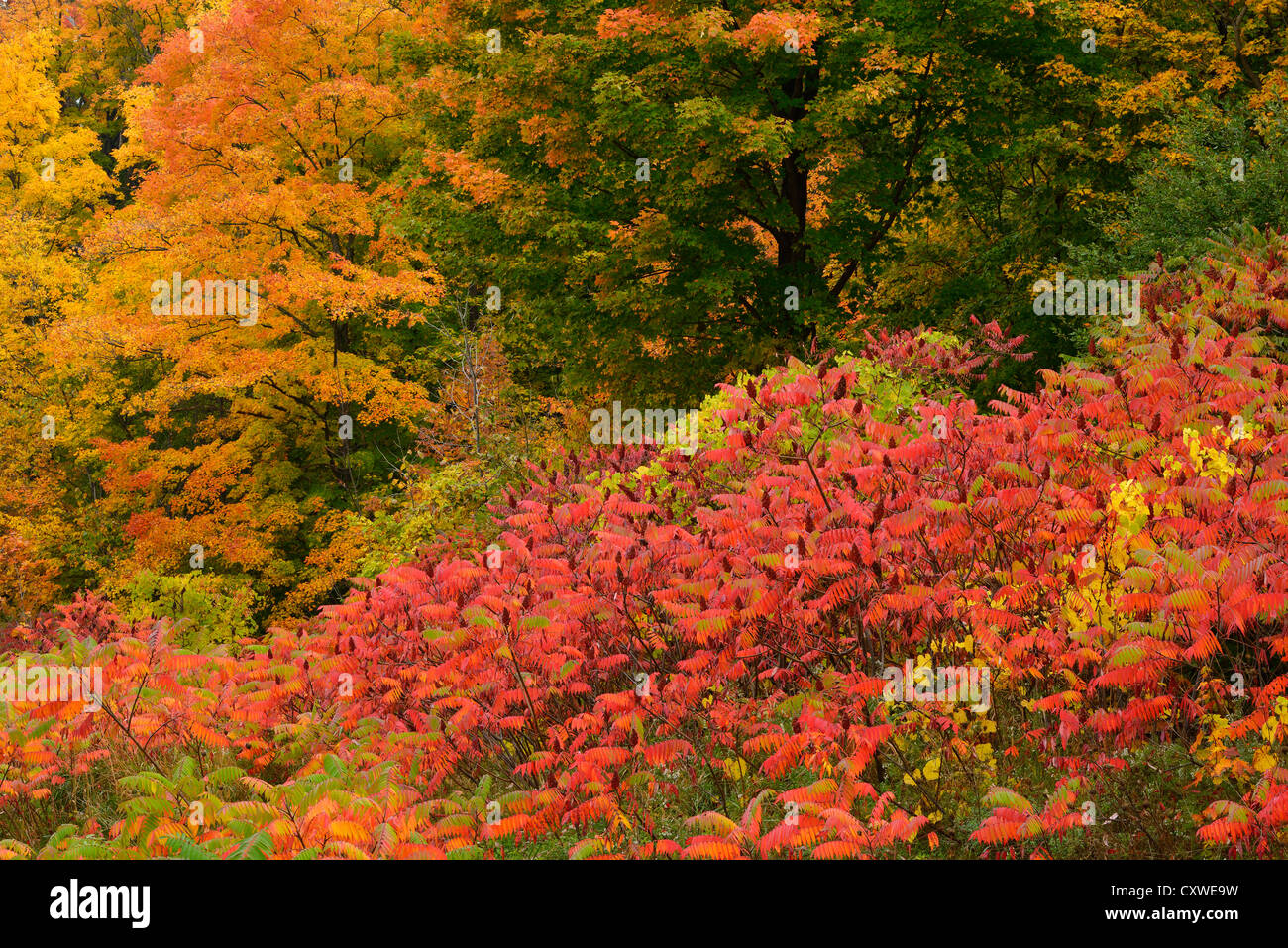 Glowing red leaves of Sumac and Maple trees in peak color in the Fall ...
