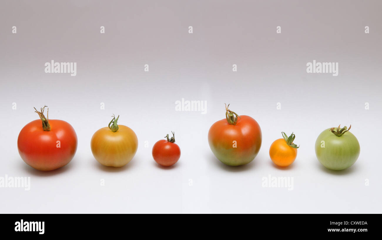 Ripen Tomatoes Stock Photos & Ripen Tomatoes Stock Images - Alamy