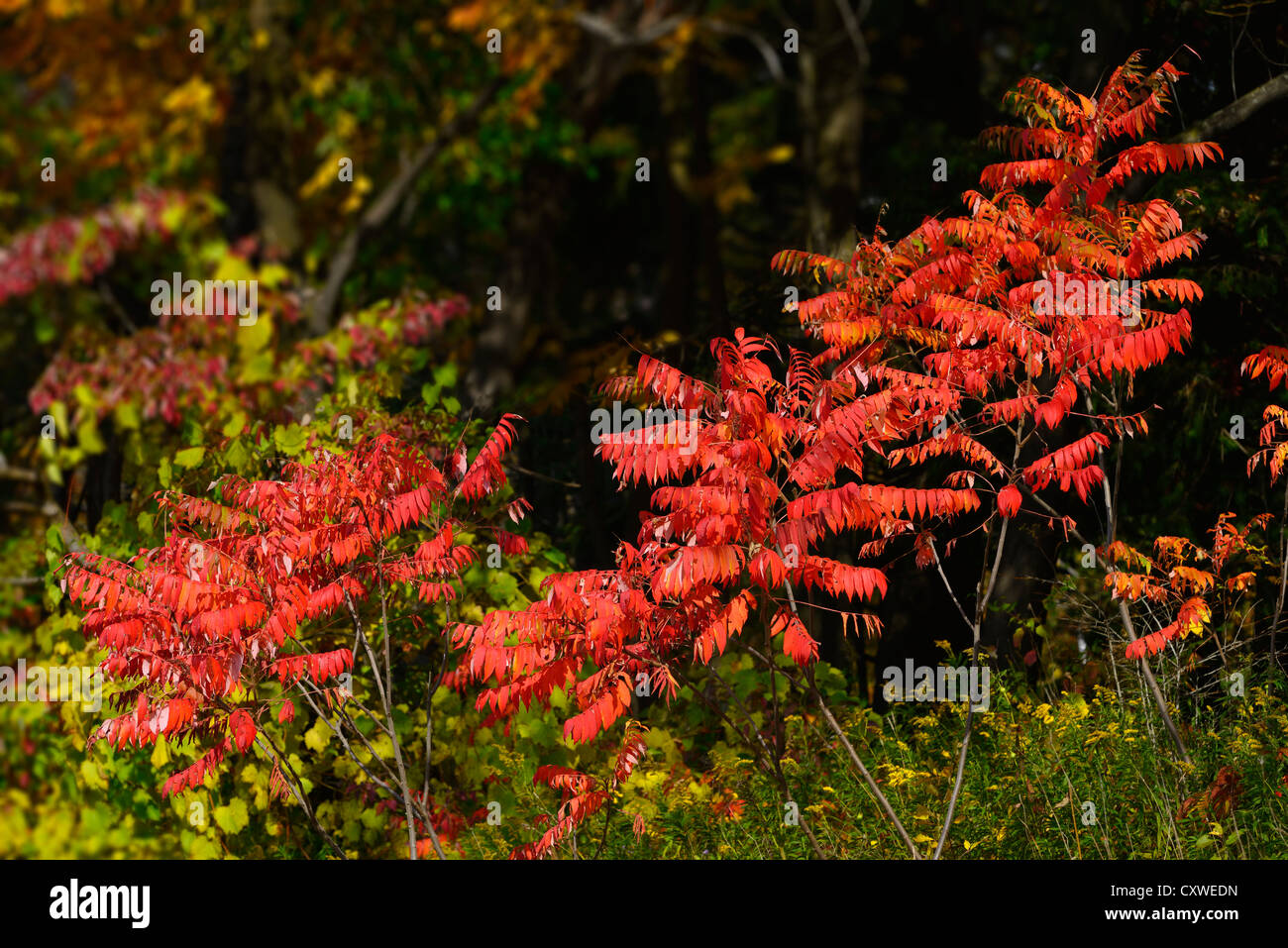 Red sumac leaf in fall hi-res stock photography and images - Alamy