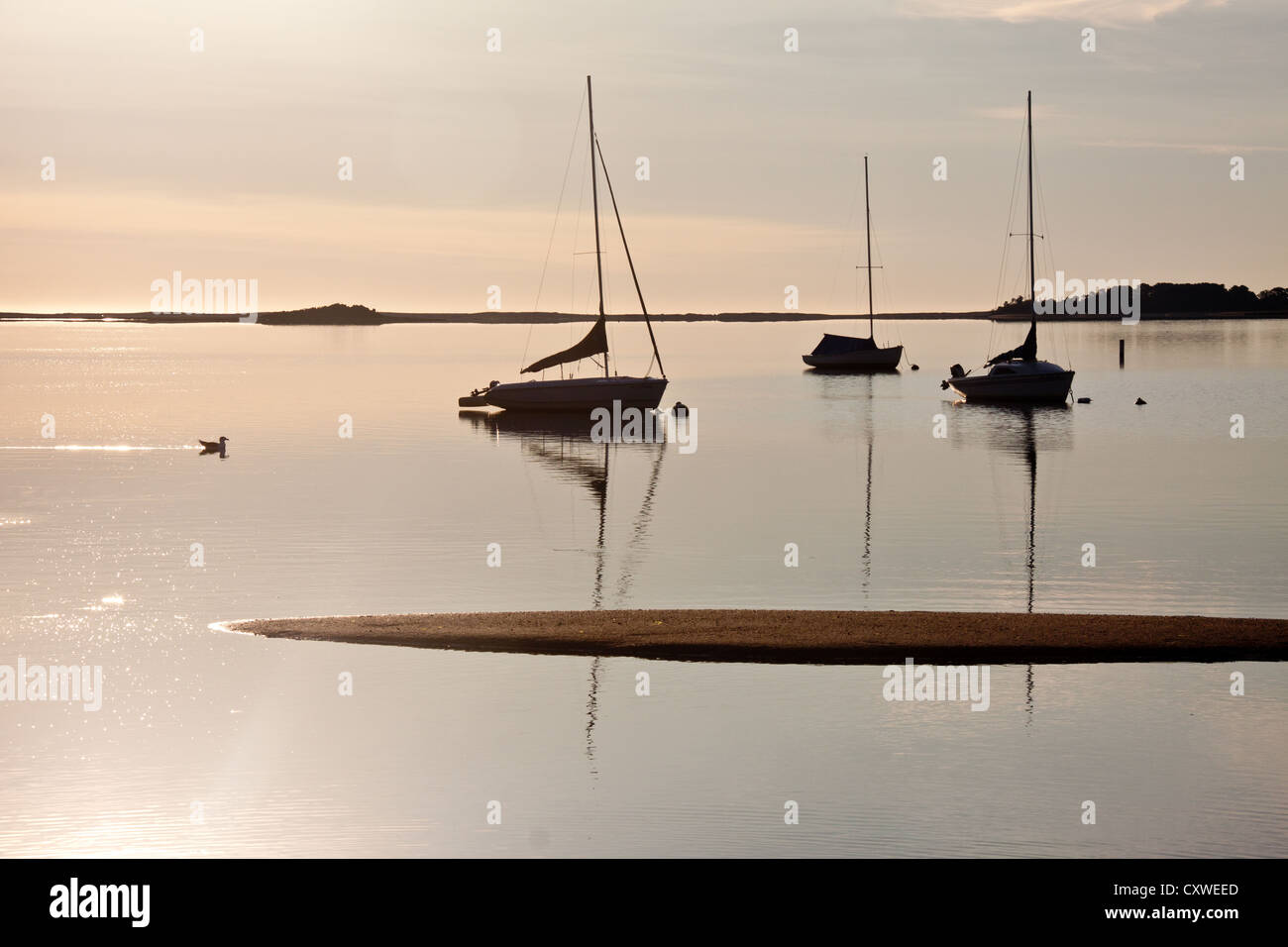 Sailboats and duck at sunrise on an inlet in Chatham, Mass, Cape Cod ...