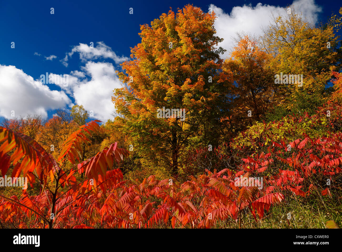 Red Sumac and orange colors of Fall leaves on Maple trees with blue sky ...