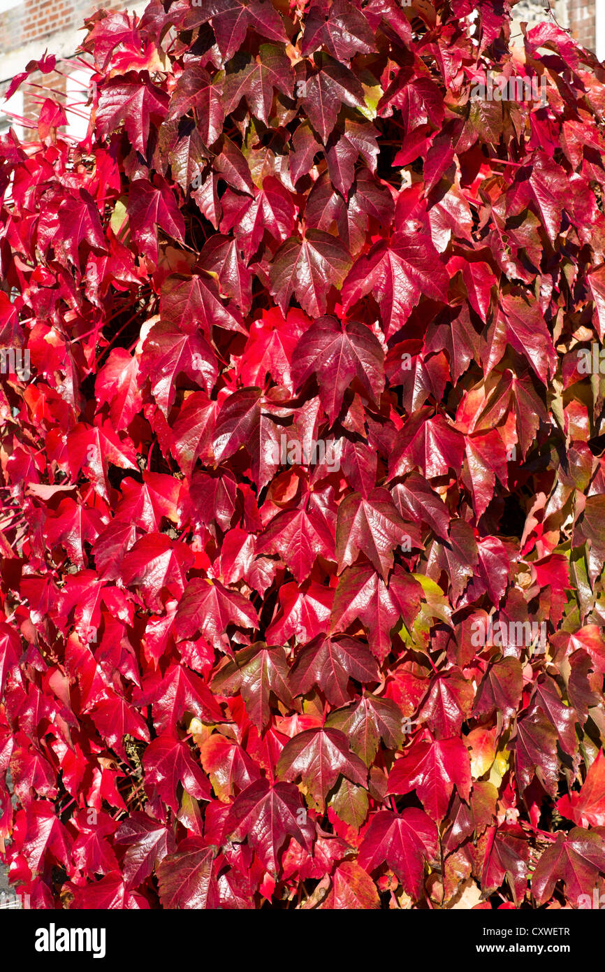 Bright red Autumn leaves of Virginia creeper Stock Photo - Alamy