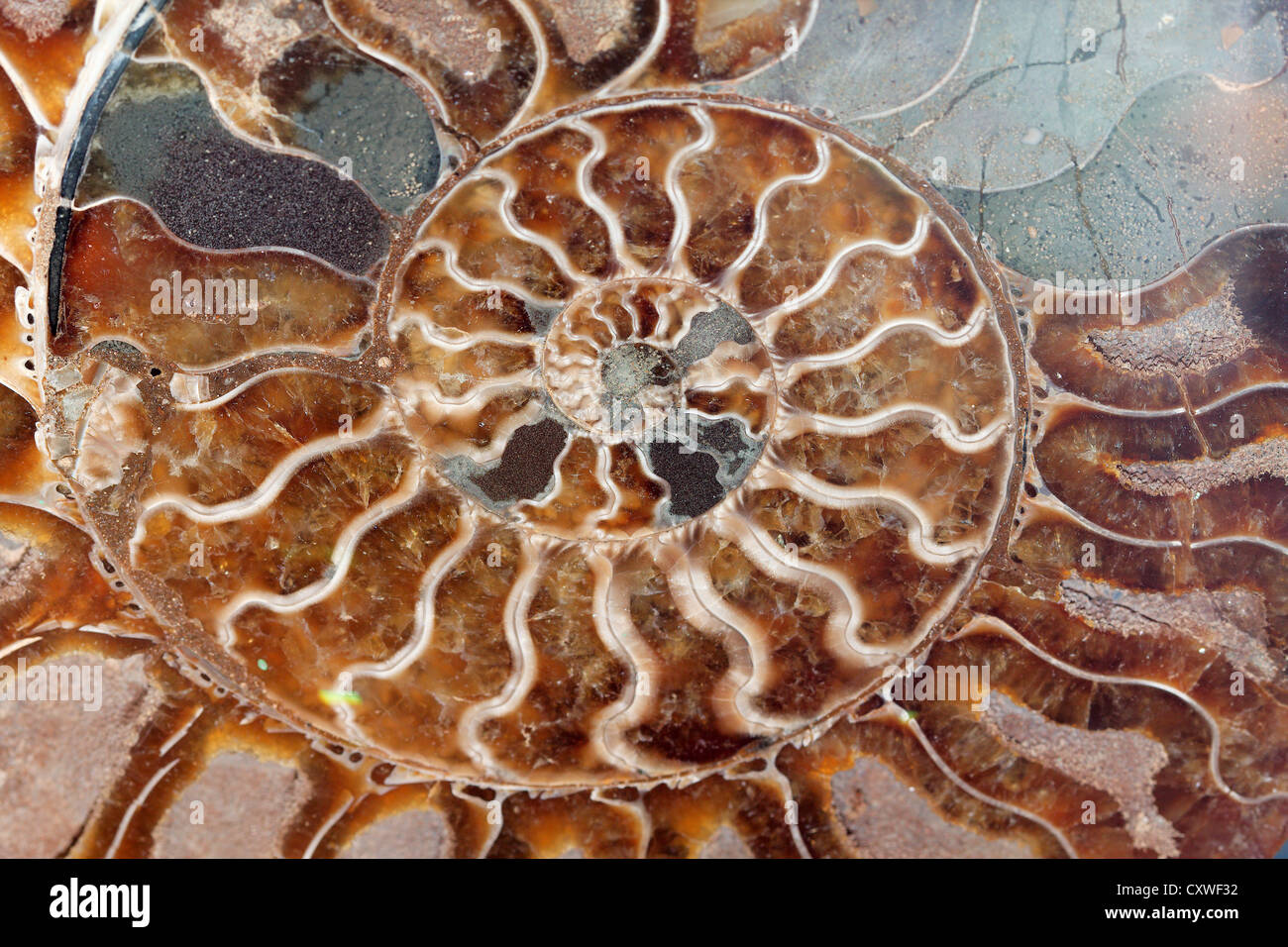 Nautilidae hi-res stock photography and images - Alamy