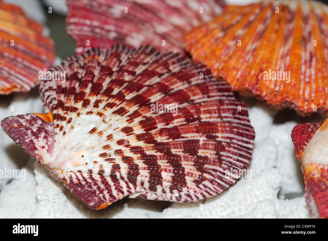Royal scallop shell, famaly Pectinida, (lat. Cryptopecten pallium Stock ...