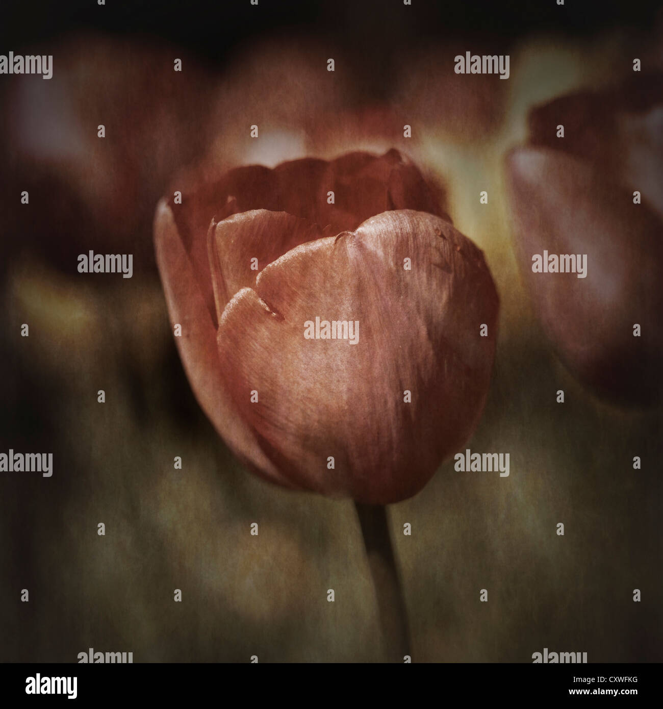 Faded tulips hi-res stock photography and images - Alamy