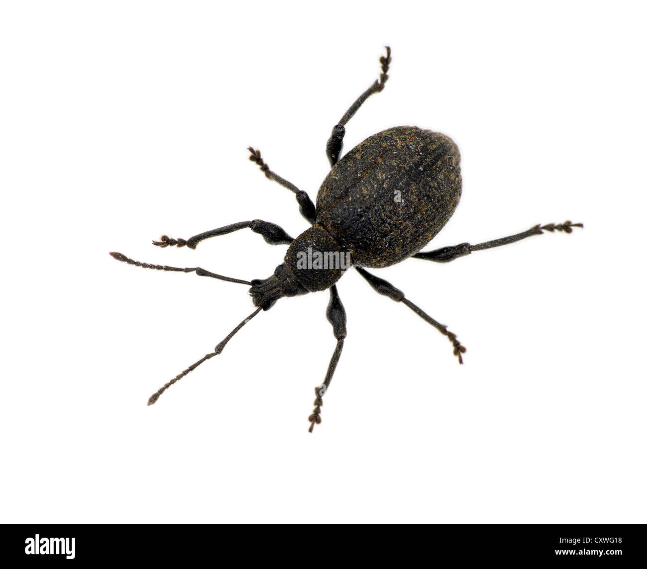 Vine weevil hi-res stock photography and images - Alamy