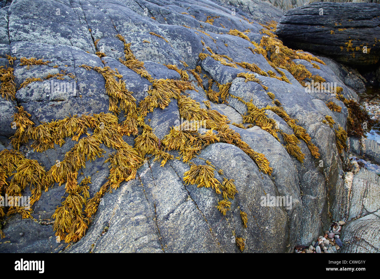 Arran beach rock Stock Photo - Alamy