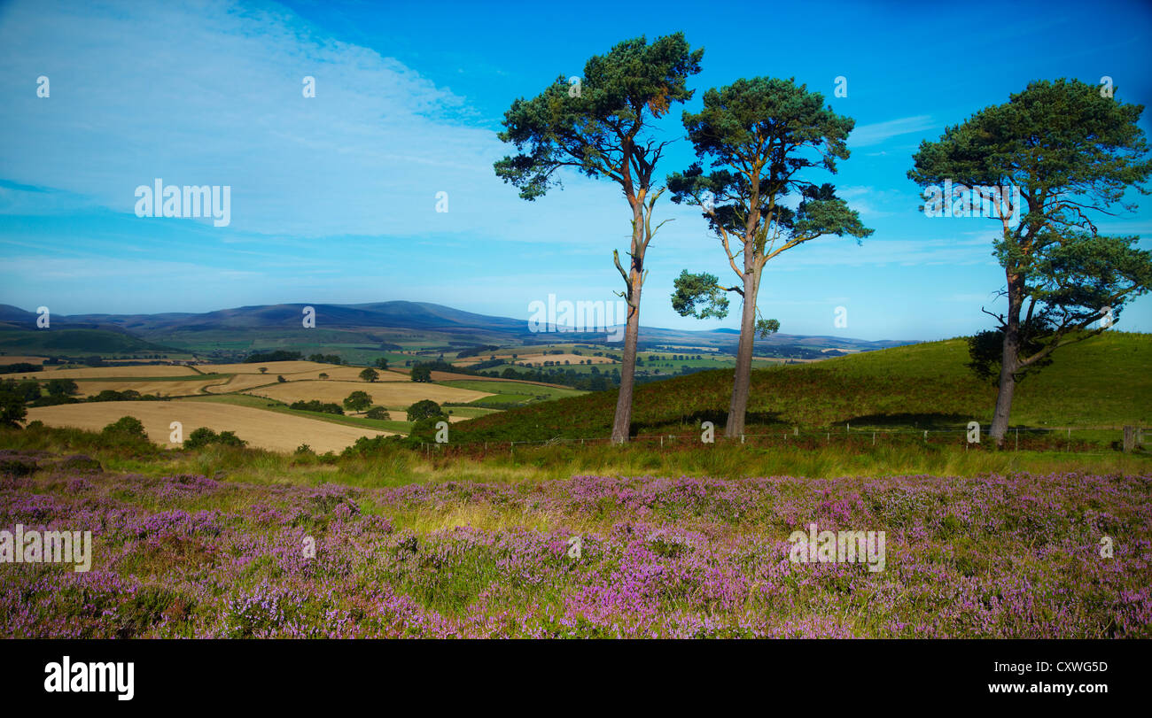 Cheviot view hi-res stock photography and images - Alamy