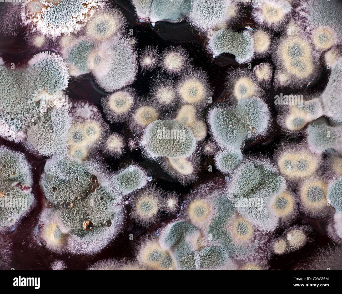 Mycelium hi-res stock photography and images - Alamy