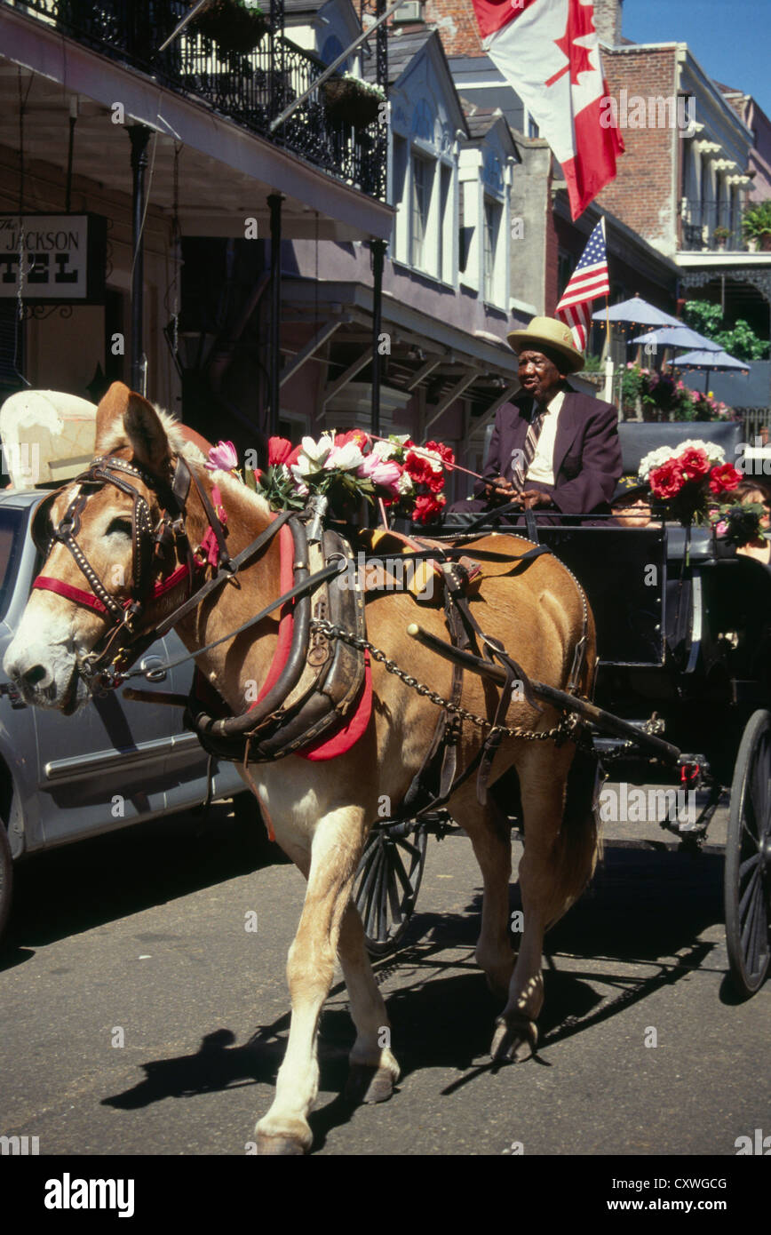 Mule carriage hi-res stock photography and images - Alamy