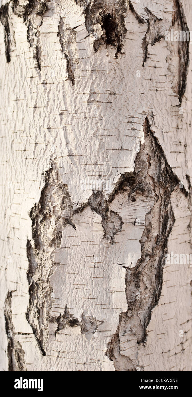 birch bark background Stock Photo - Alamy