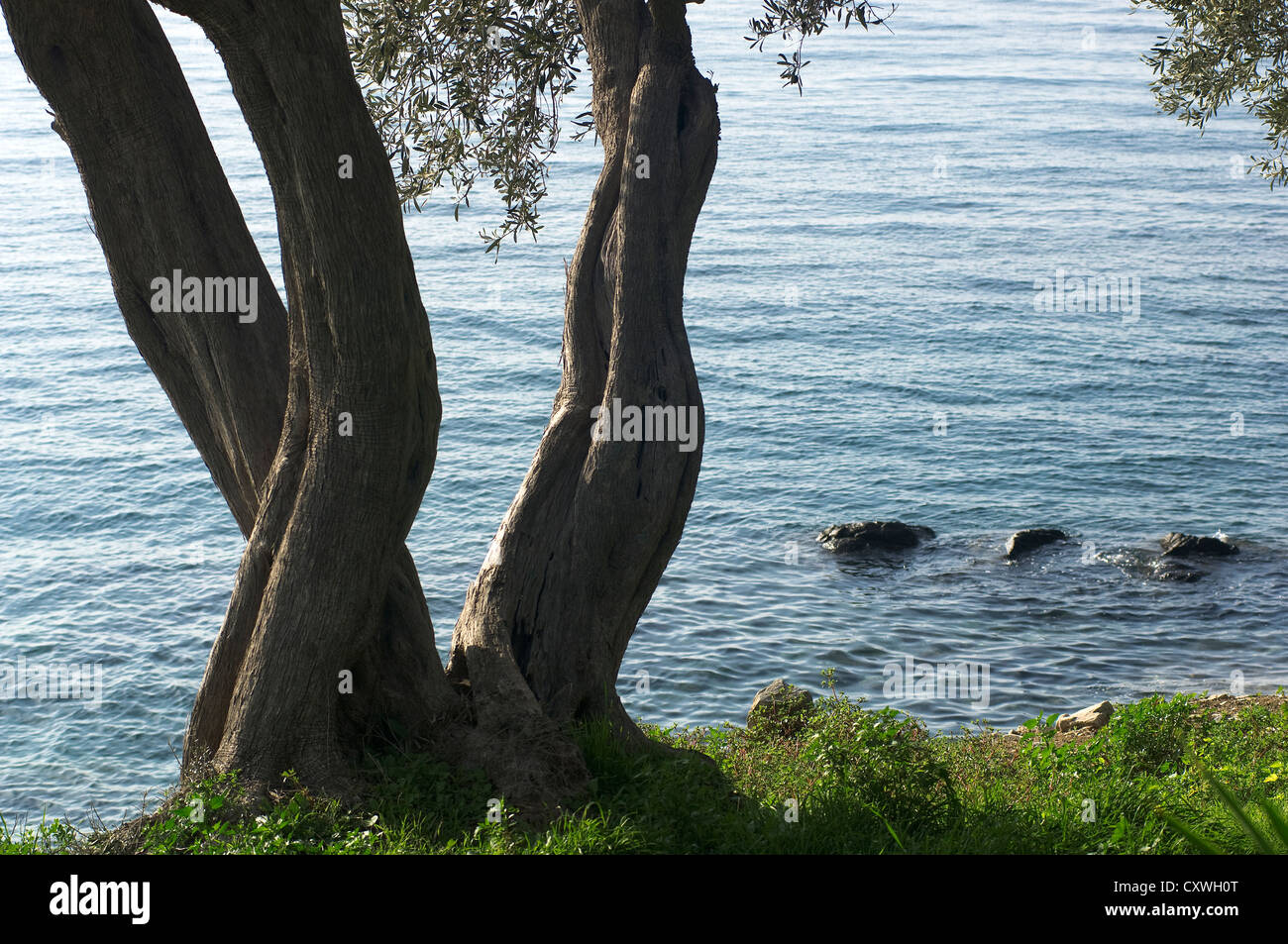 Olive tree by the sea Stock Photo - Alamy