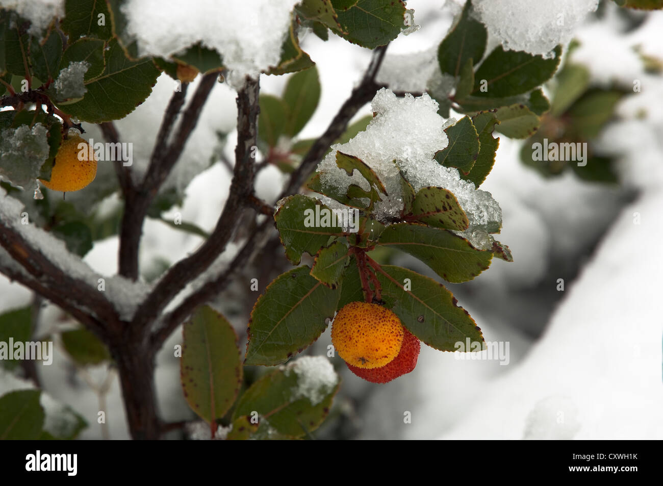 Orange fruit tree snow hi-res stock photography and images - Alamy