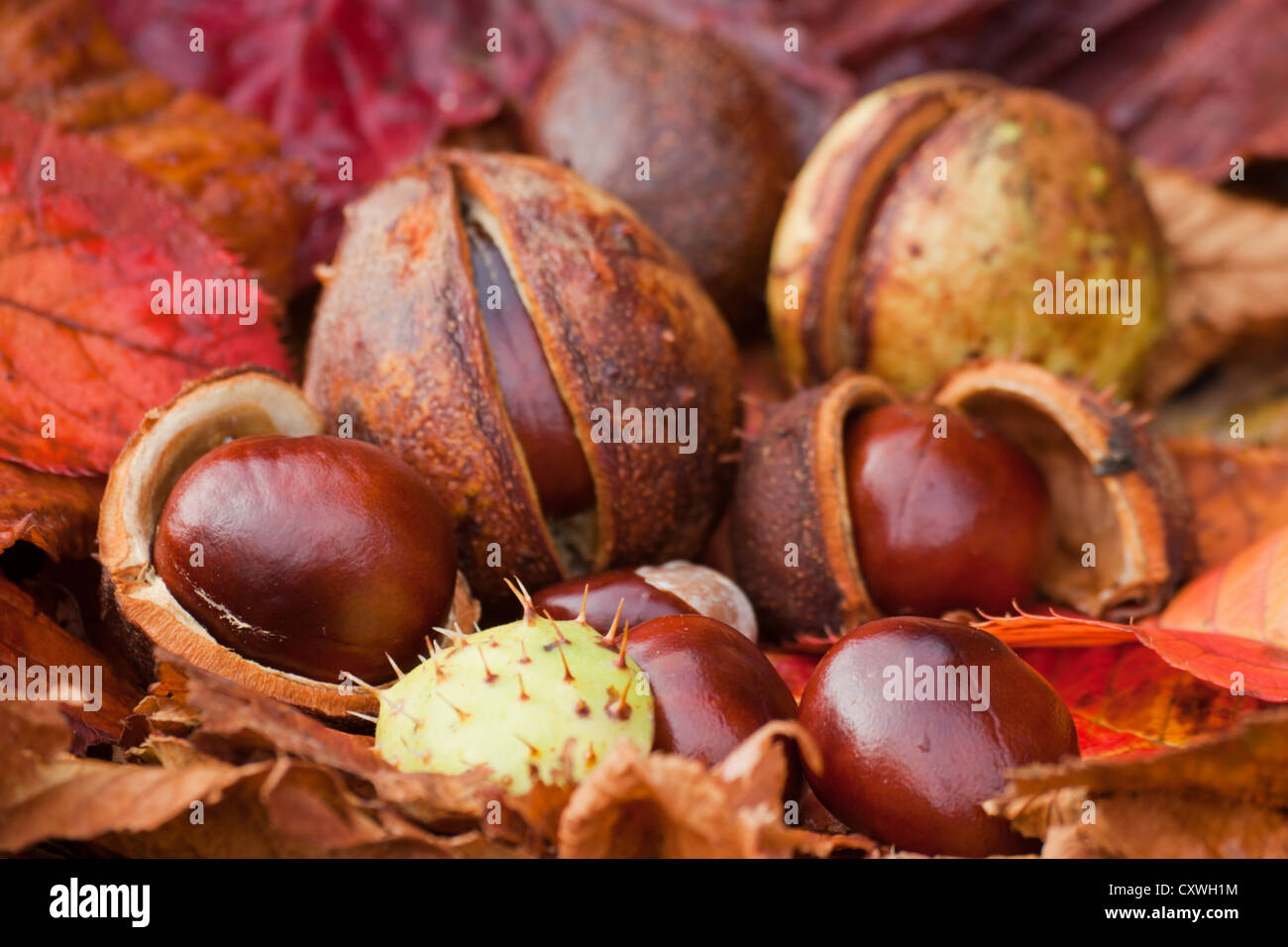 Conkers in shells surrounded by Autumn leaves Stock Photo - Alamy