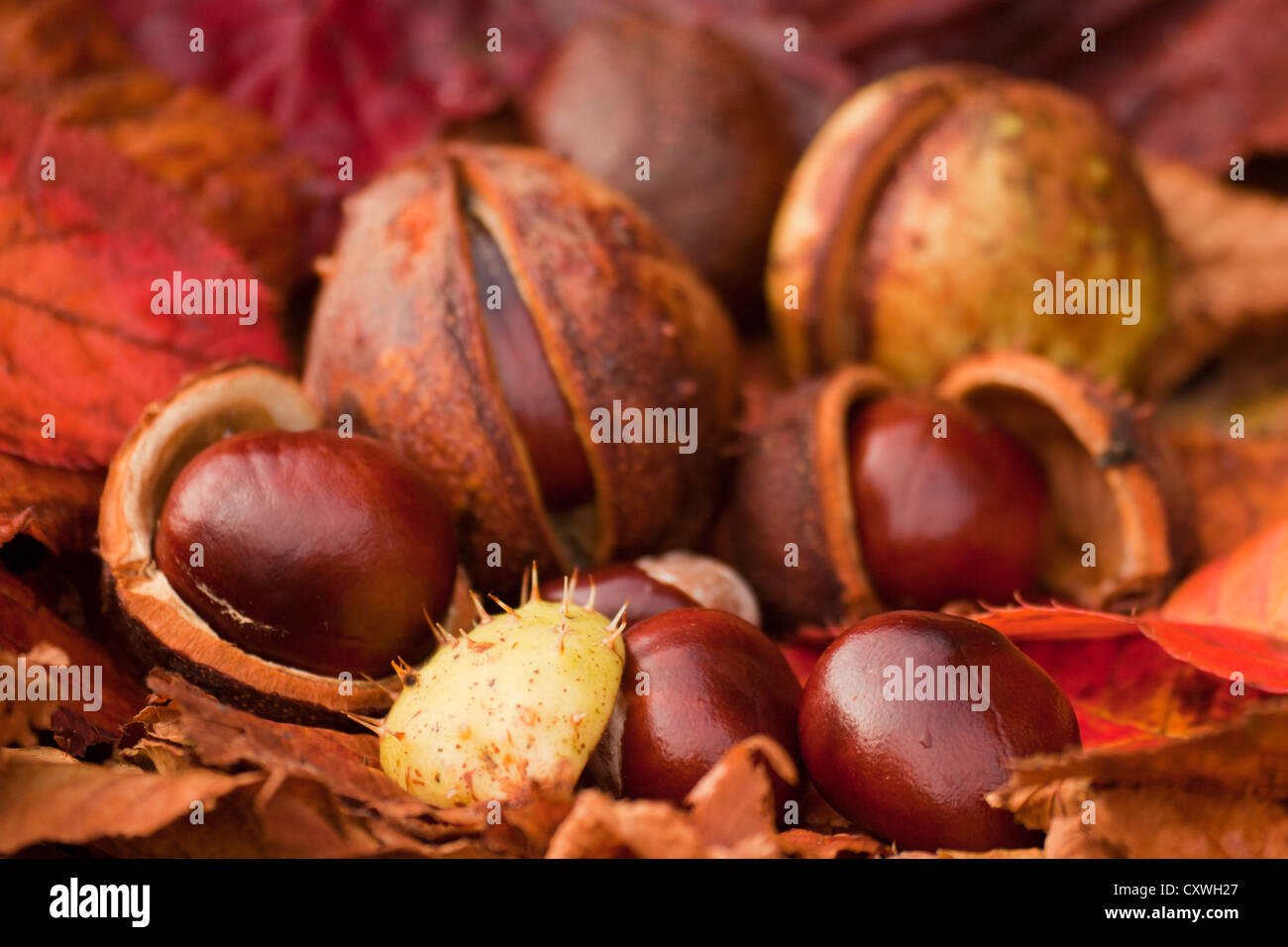 Conker in shell hi-res stock photography and images - Alamy