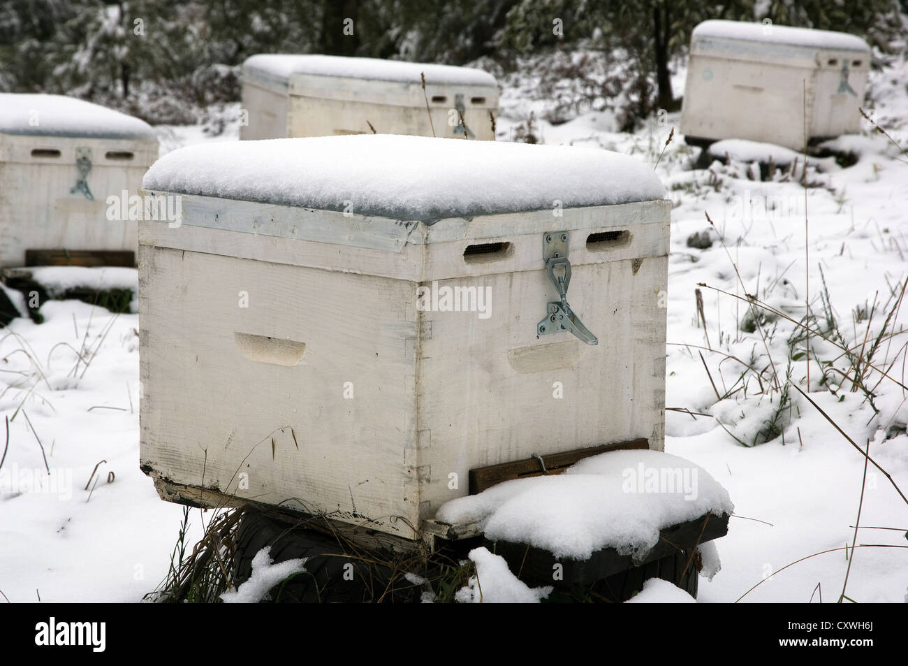Traditional beehives hi-res stock photography and images - Alamy