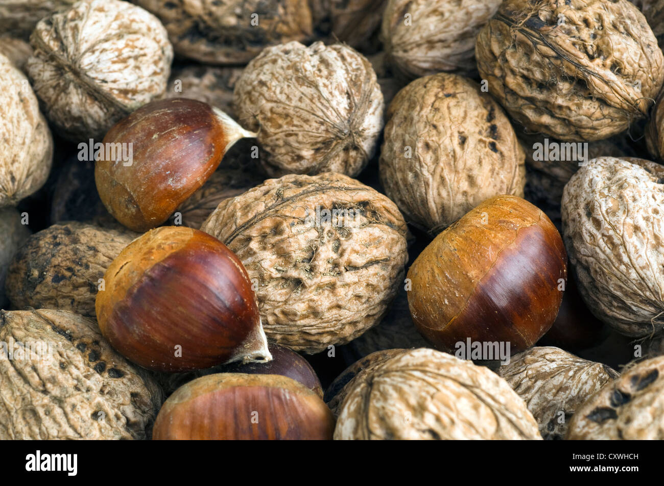 Freshly harvested walnuts and sweet chestnuts Stock Photo - Alamy