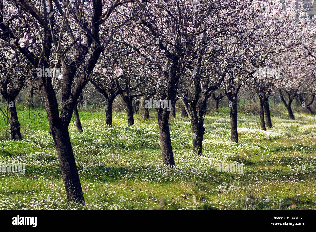 Almond orchard in bloom (Pelion Peninsula, Thessaly, Greece Stock Photo ...