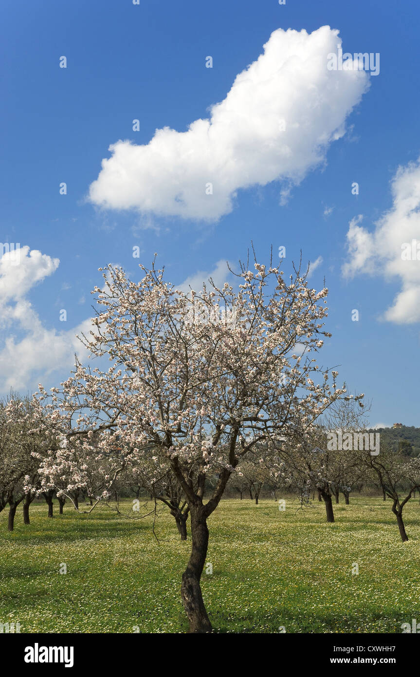 Almond orchard in bloom (Pelion Peninsula, Thessaly, Greece Stock Photo ...