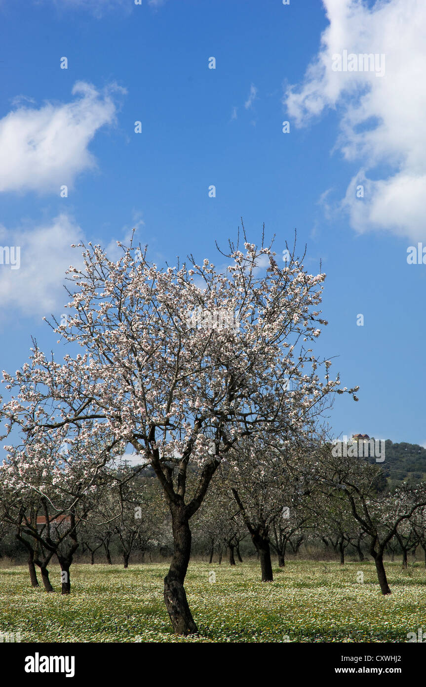 Almond orchard in bloom (Pelion Peninsula, Thessaly, Greece Stock Photo ...