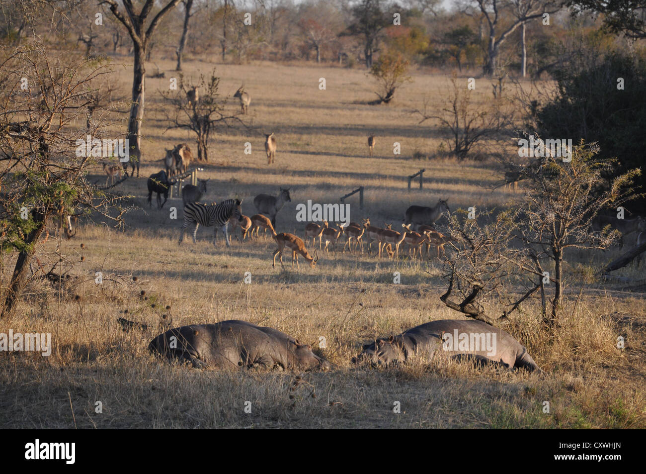 African safari scene hi-res stock photography and images - Alamy